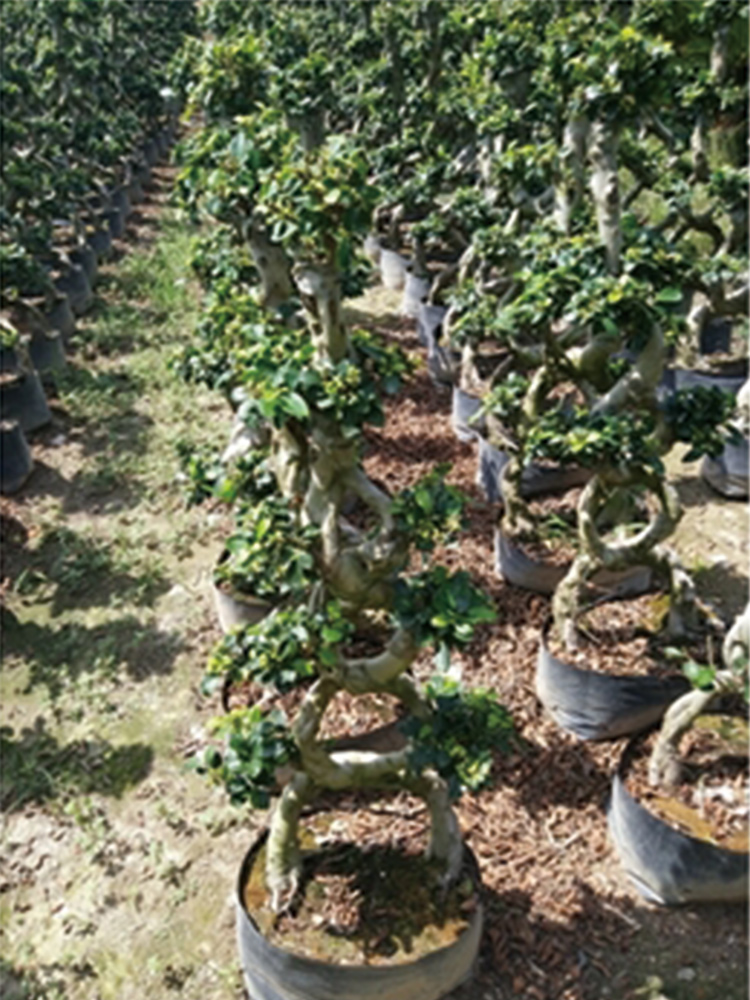8 Shape Ficus Bonsai - CNPlantPort-Chinese Live Plants Supplier Company